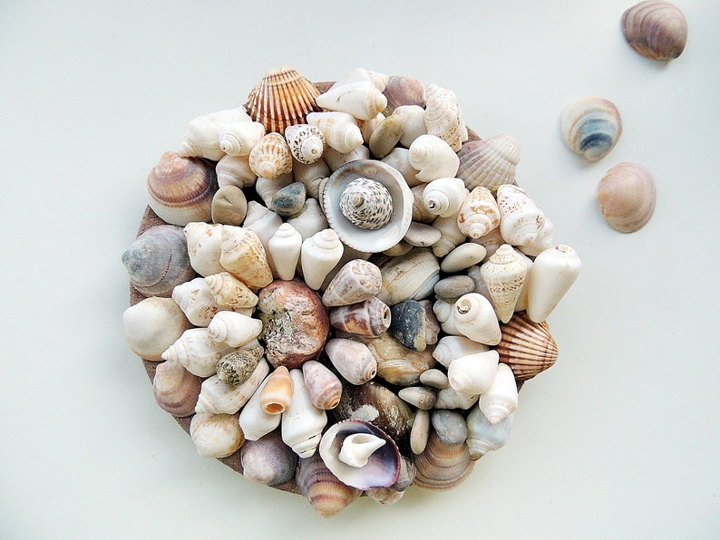 Sea Shells Mosaic, Round Sea Shells Wall Art Mosaic, Home Decoration ...