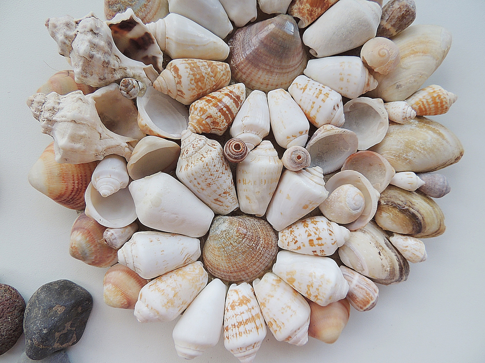 Sea Shells Mosaic Round Sea Shells Wall Art Mosaic Home - Etsy