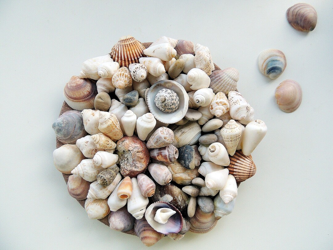 Sea Shells Mosaic, Round Sea Shells Wall Art Mosaic, Home Decoration ...