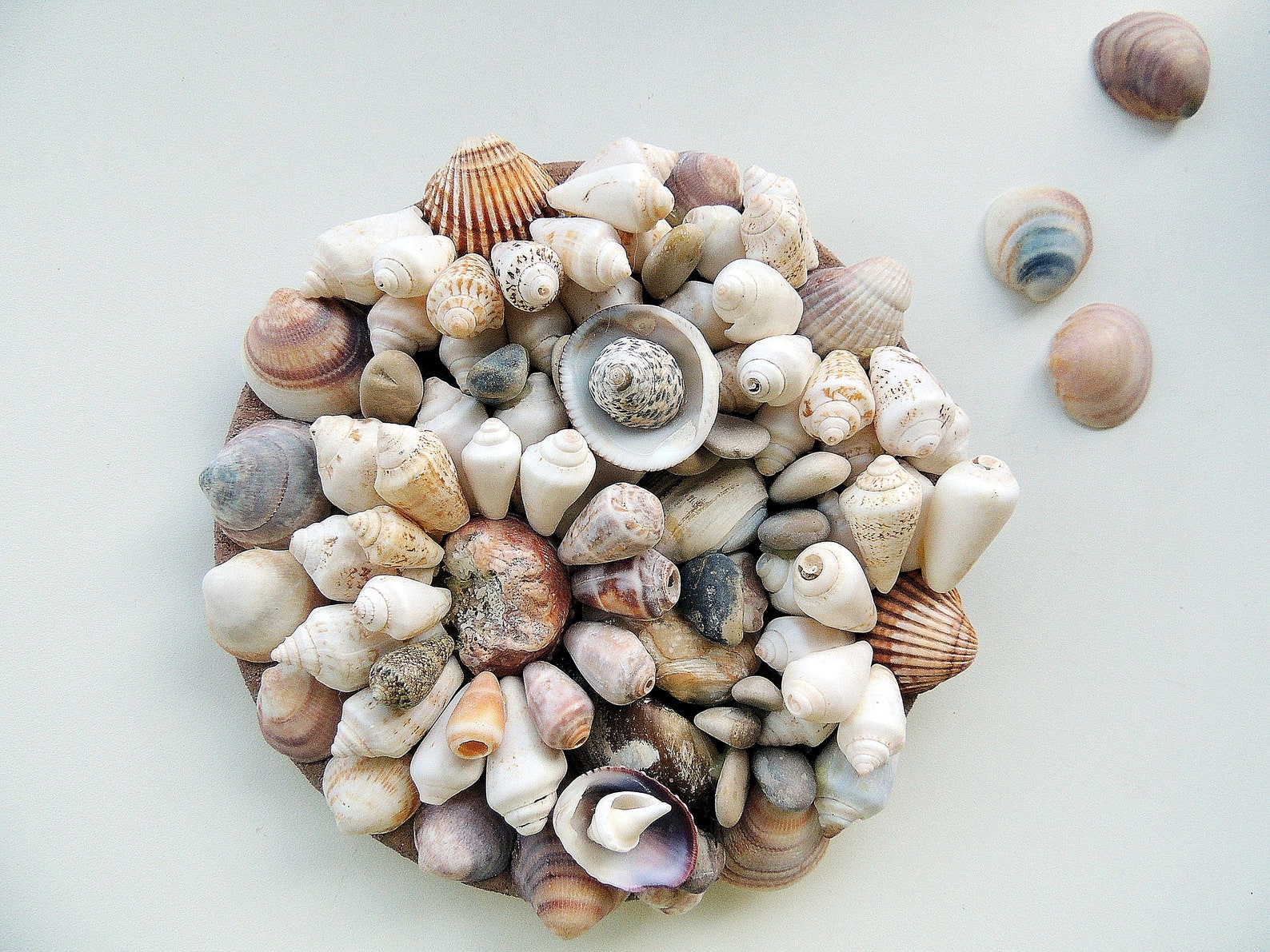 Sea Shells Mosaic, Round Sea Shells Wall Art Mosaic, Home Decoration ...