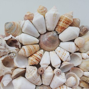 Sea Shells Mosaic, Round Sea Shells Wall Art Mosaic, Home Decoration ...