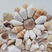 Sea Shells Mosaic Round Sea Shells Wall Art Mosaic Home - Etsy