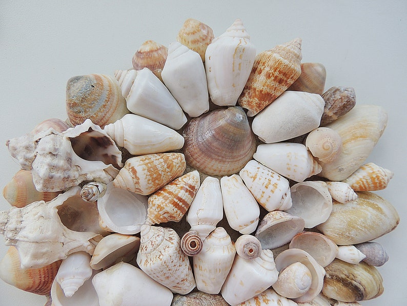 Sea Shells Mosaic, Round Sea Shells Wall Art Mosaic, Home Decoration ...
