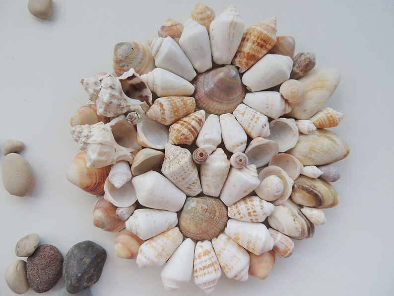 Sea Shells Mosaic, Round Sea Shells Wall Art Mosaic, Home Decoration ...