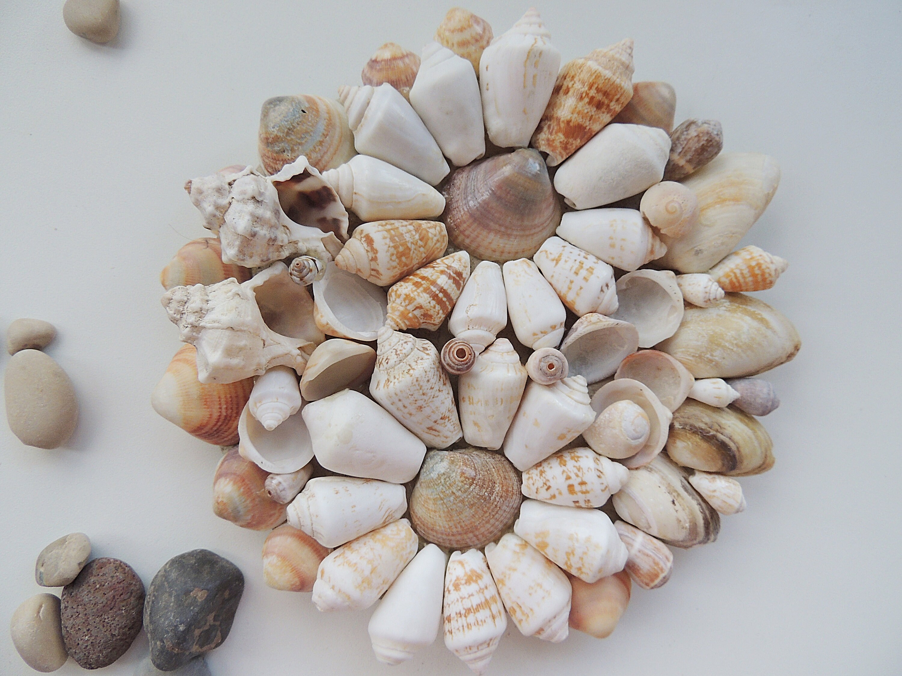 Sea Shells Mosaic Round Sea Shells Wall Art Mosaic Home - Etsy
