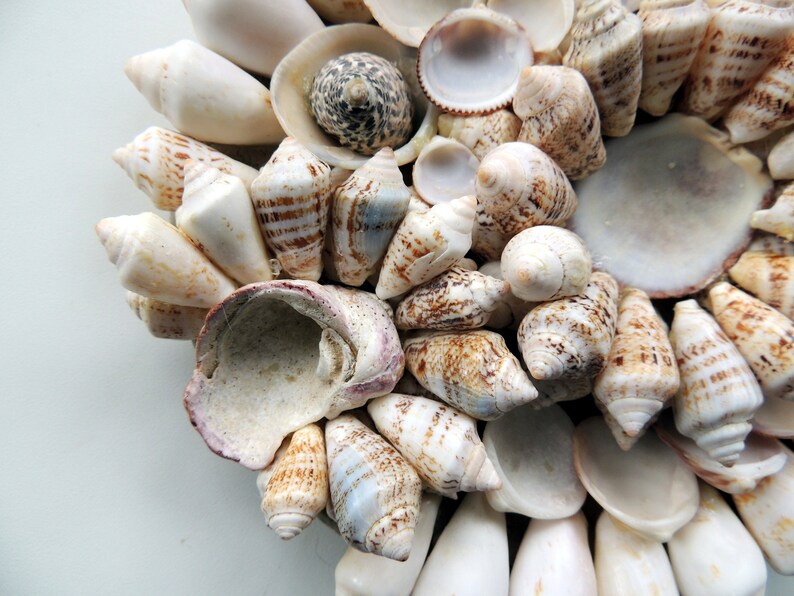 Sea Shells Mosaic, Round Sea Shells Wall Art Mosaic, Home Decoration ...