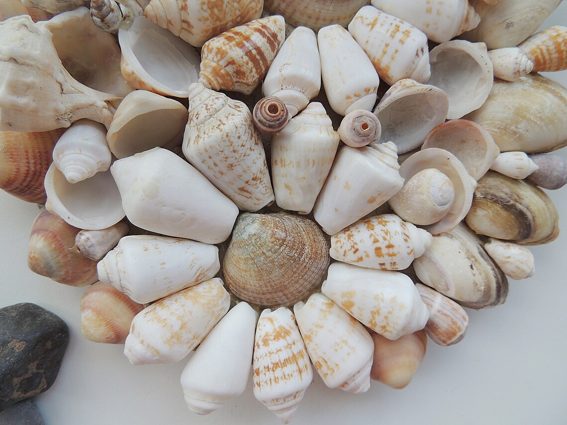 Sea Shells Mosaic Round Sea Shells Wall Art Mosaic Home - Etsy