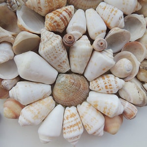 Sea Shells Mosaic, Round Sea Shells Wall Art Mosaic, Home Decoration ...