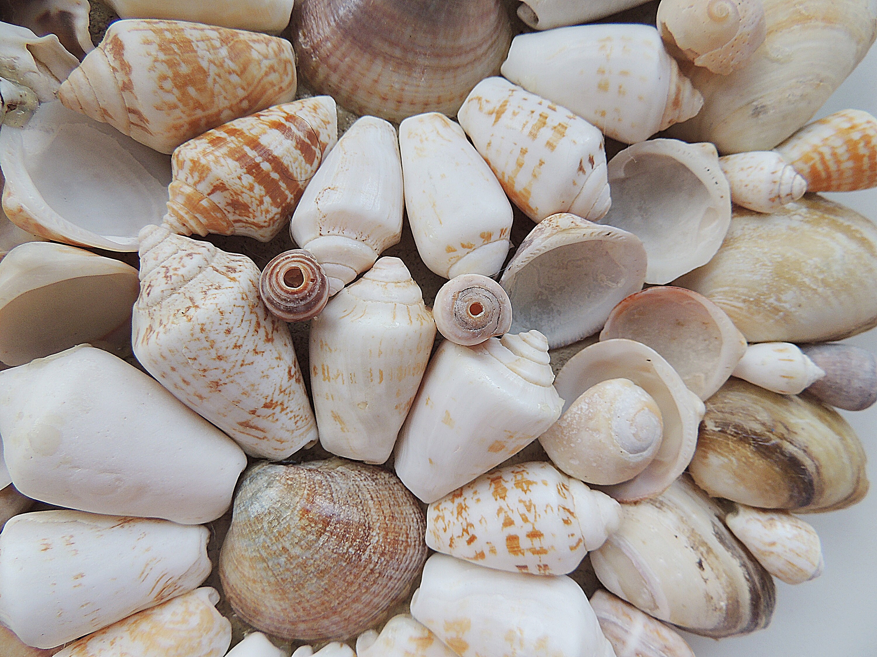 Sea Shells Mosaic Round Sea Shells Wall Art Mosaic Home - Etsy