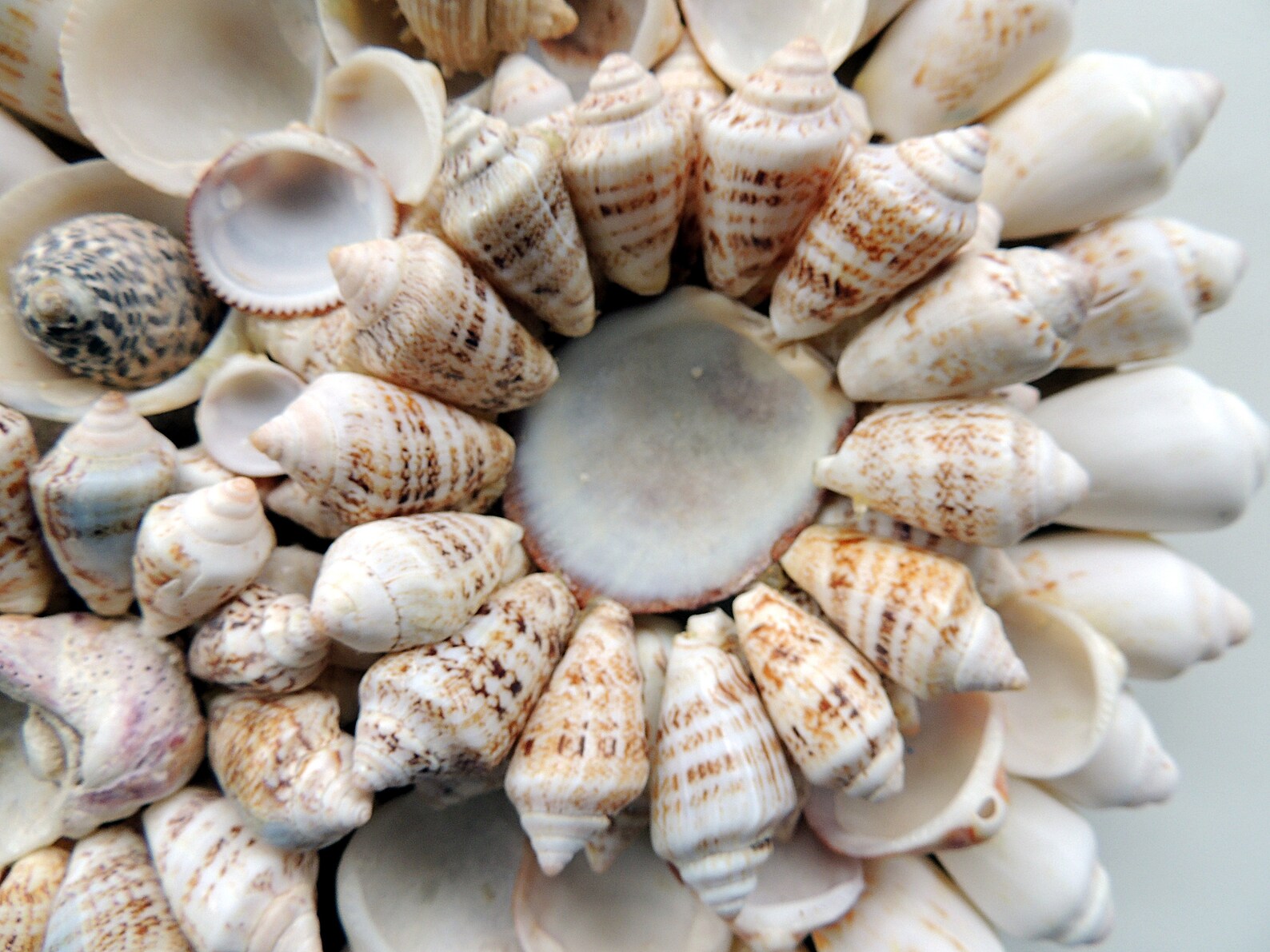 Sea Shells Mosaic, Round Sea Shells Wall Art Mosaic, Home Decoration ...