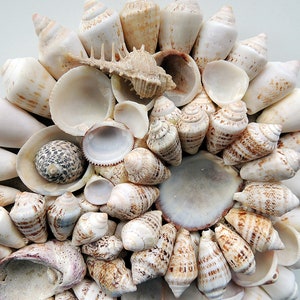 Sea Shells Mosaic, Round Sea Shells Wall Art Mosaic, Home Decoration ...