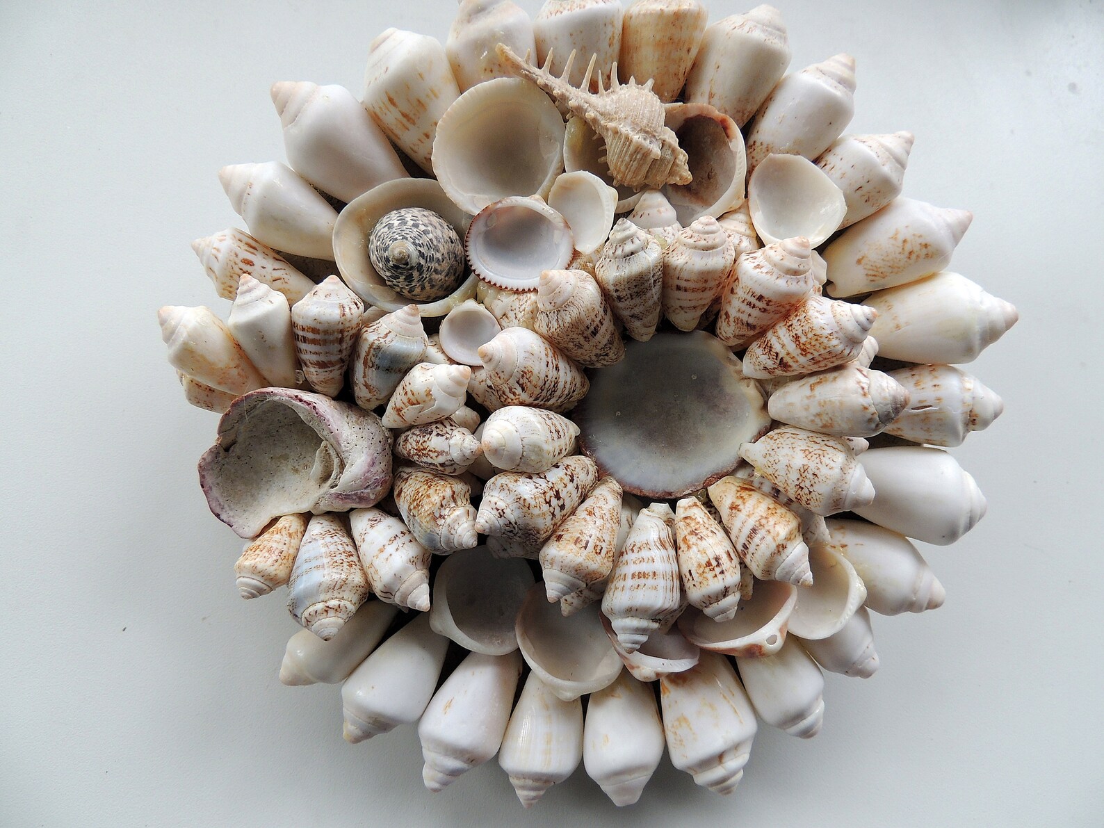 Sea Shells Mosaic, Round Sea Shells Wall Art Mosaic, Home Decoration ...