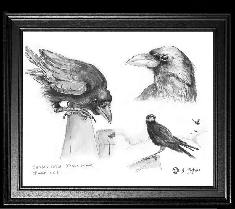 Carrion Crow, Black and White, Limited Edition Print, From a Sketchbook ...