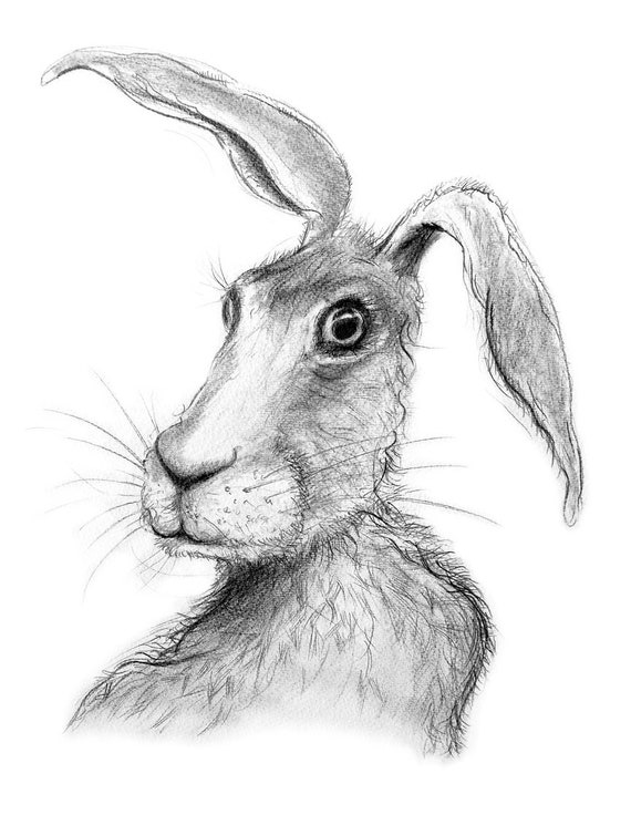 ORIGINAL Pencil Drawing of a HARE Graphite Quirky Original - Etsy UK