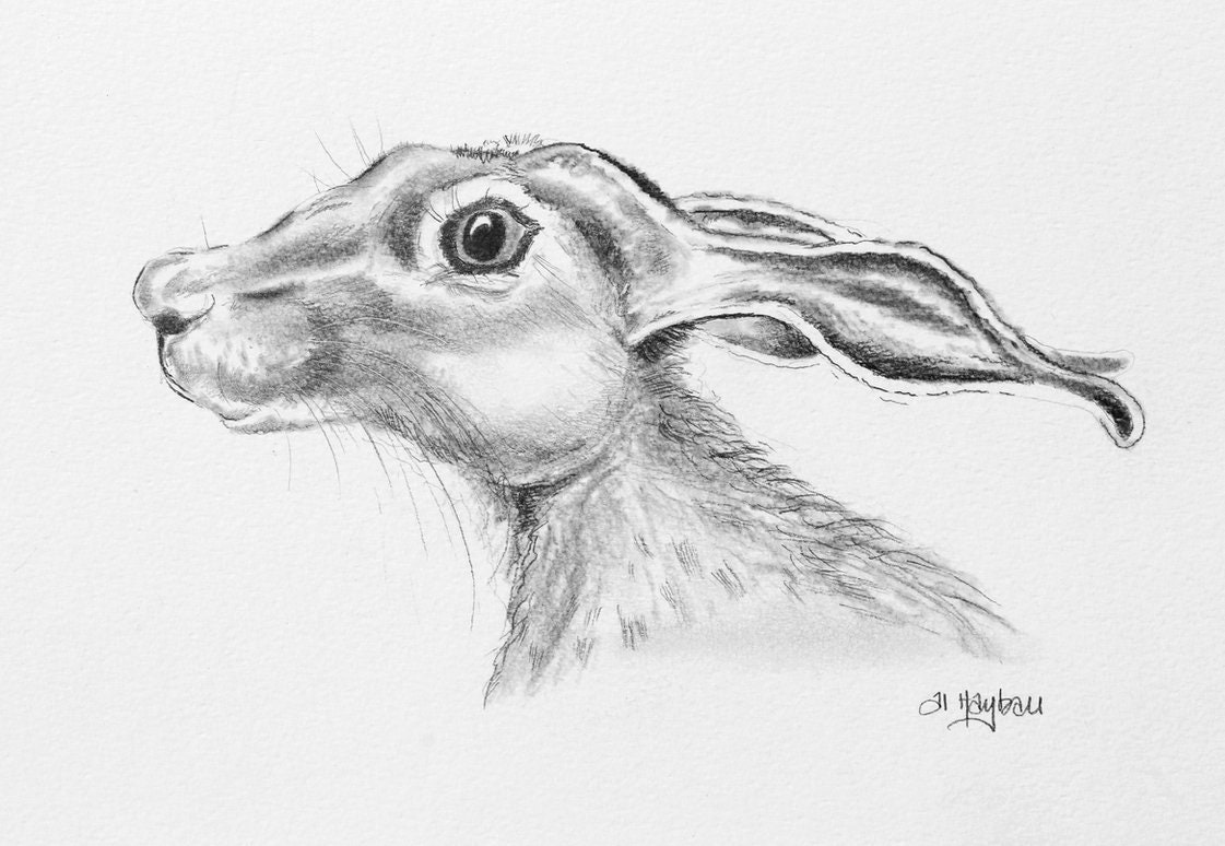 ORIGINAL Pencil Drawing, of a HARE Profile, Graphite, Contemporary ...