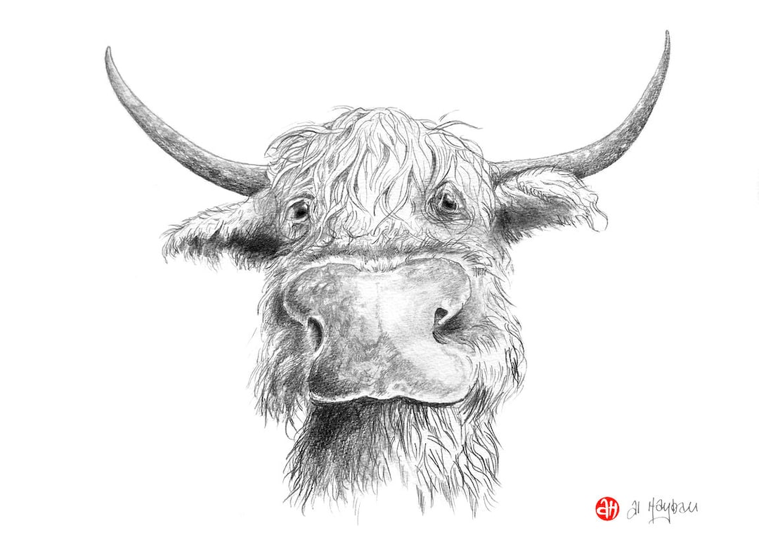 ORIGINAL ART, Cow, Harry, the Highland Cow, Pencil Drawing, Happy Cow ...