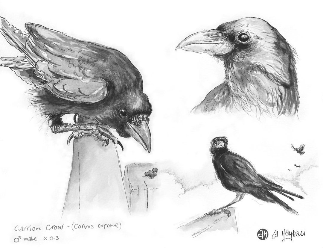 Carrion Crow, Black and White, Limited Edition Print, From a Sketchbook ...