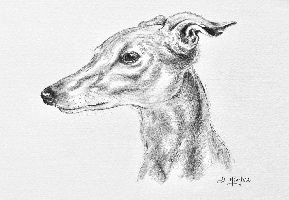 ORIGINAL Art, Pencil Drawing Portrait of a Greyhound, on Watercolour ...