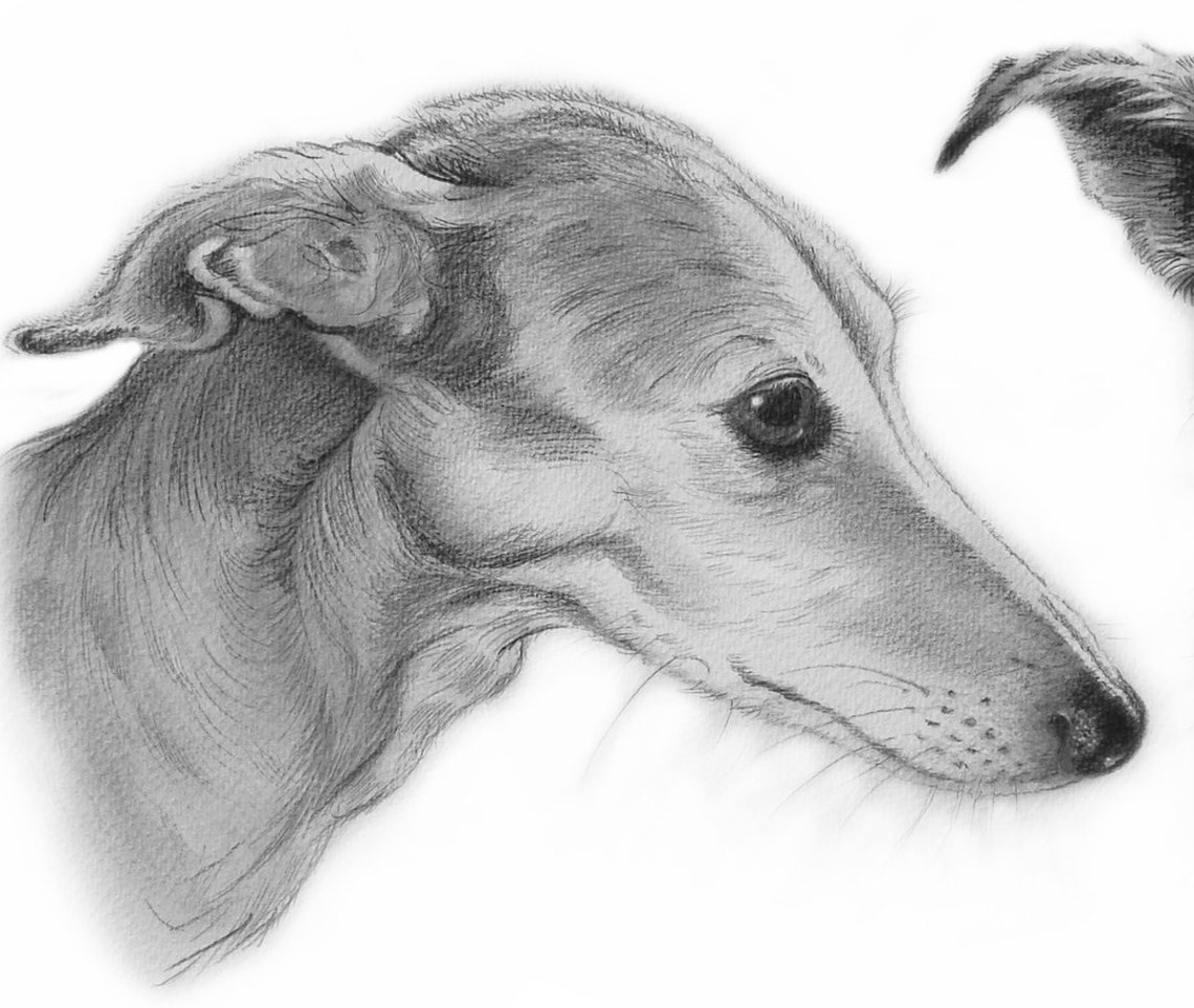 ORIGINAL ART, Pencil Drawing of a pair of Lurchers, dog lover ...
