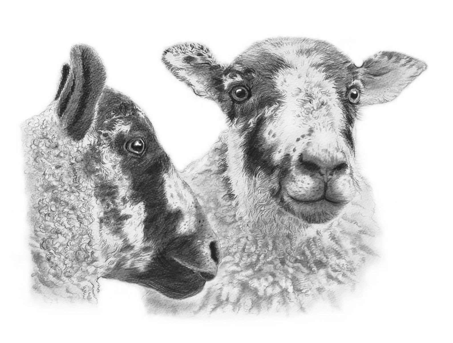 ORIGINAL ART, Pencil Sheep Drawing, Graphite, Swaledale Sheep, Mule ...