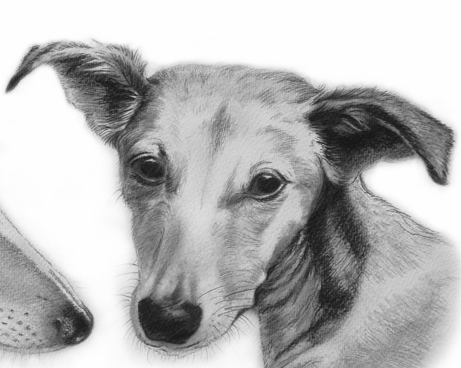 ORIGINAL ART, Pencil Drawing of a Pair of Lurchers, Dog Lover ...