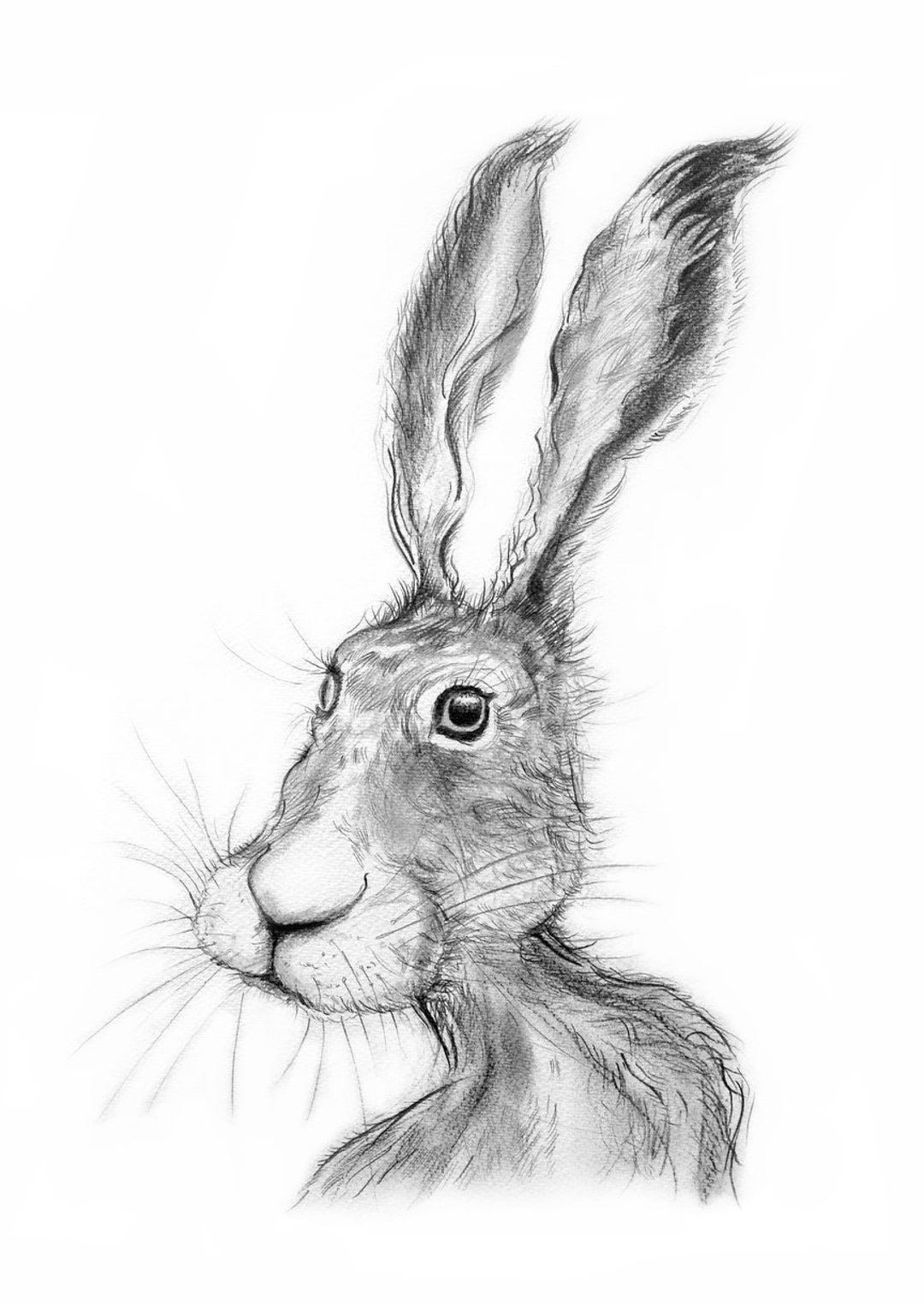 ORIGINAL Pencil Drawing of a HARE, Graphite, Quirky, Original Art ...