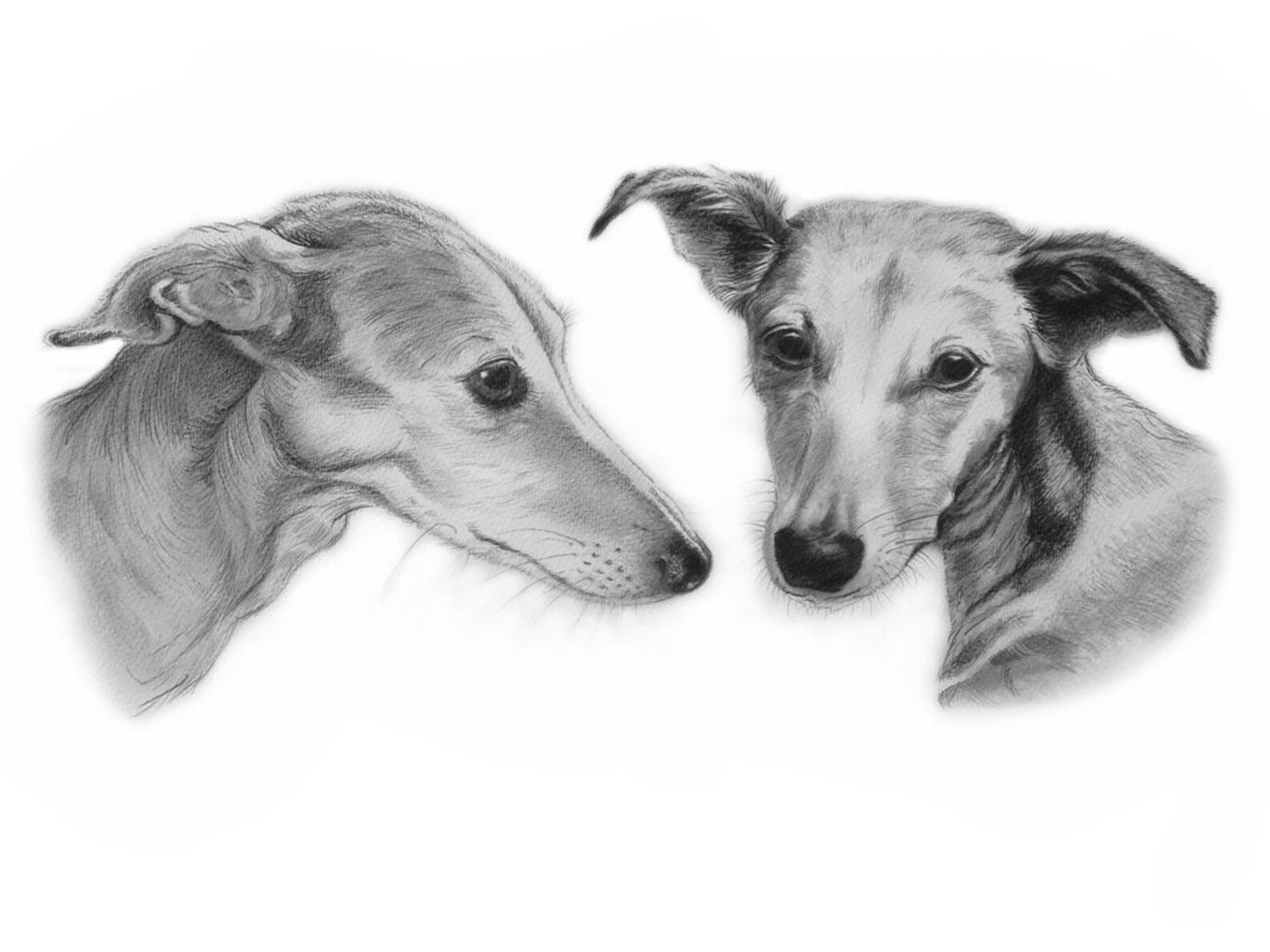 ORIGINAL ART, Pencil Drawing of a Pair of Lurchers, Dog Lover ...