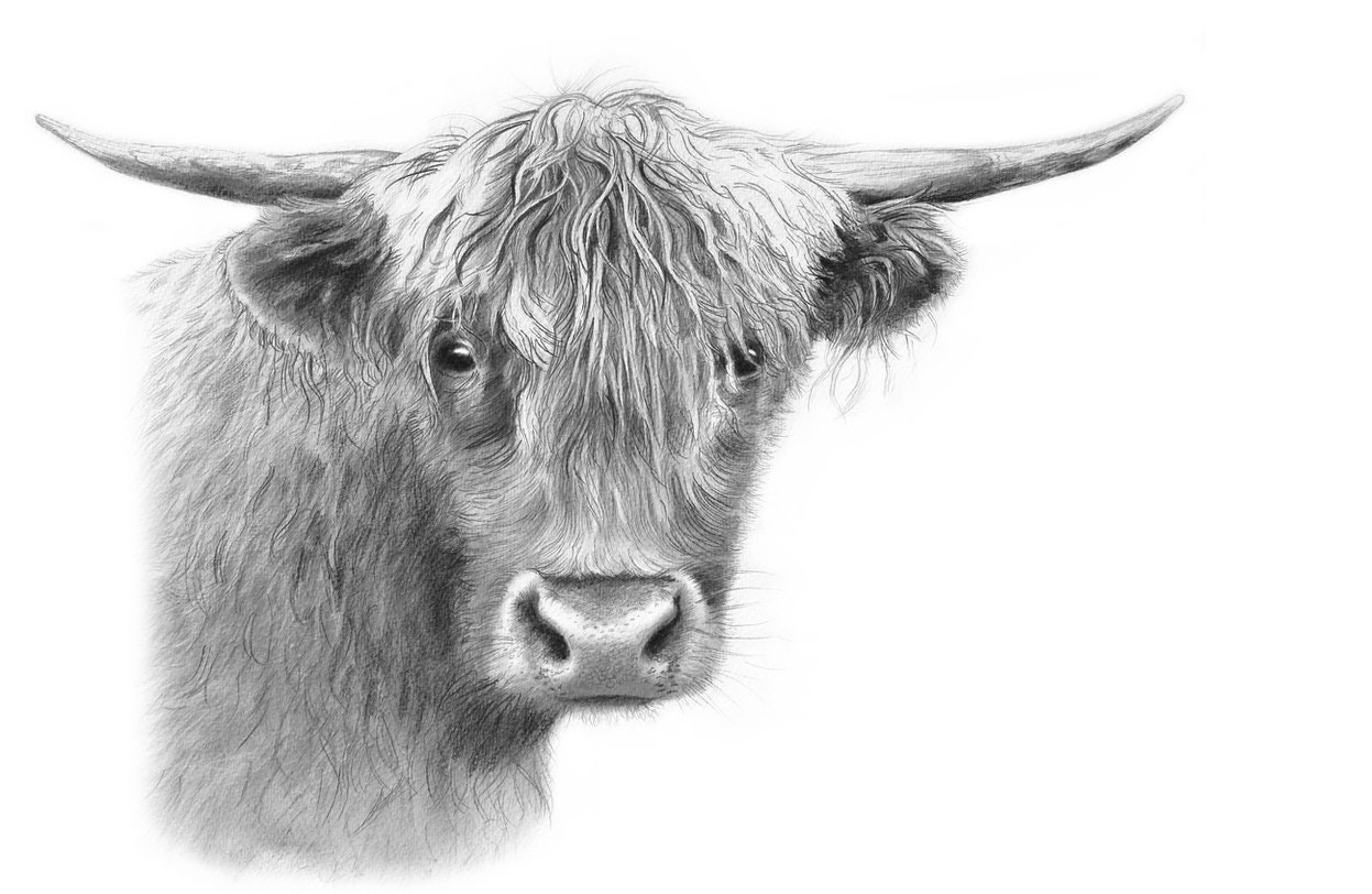 ORIGINAL ART, Highland Cow Art, Cow Art, Wall Art, Farm Animal Art, Cow ...
