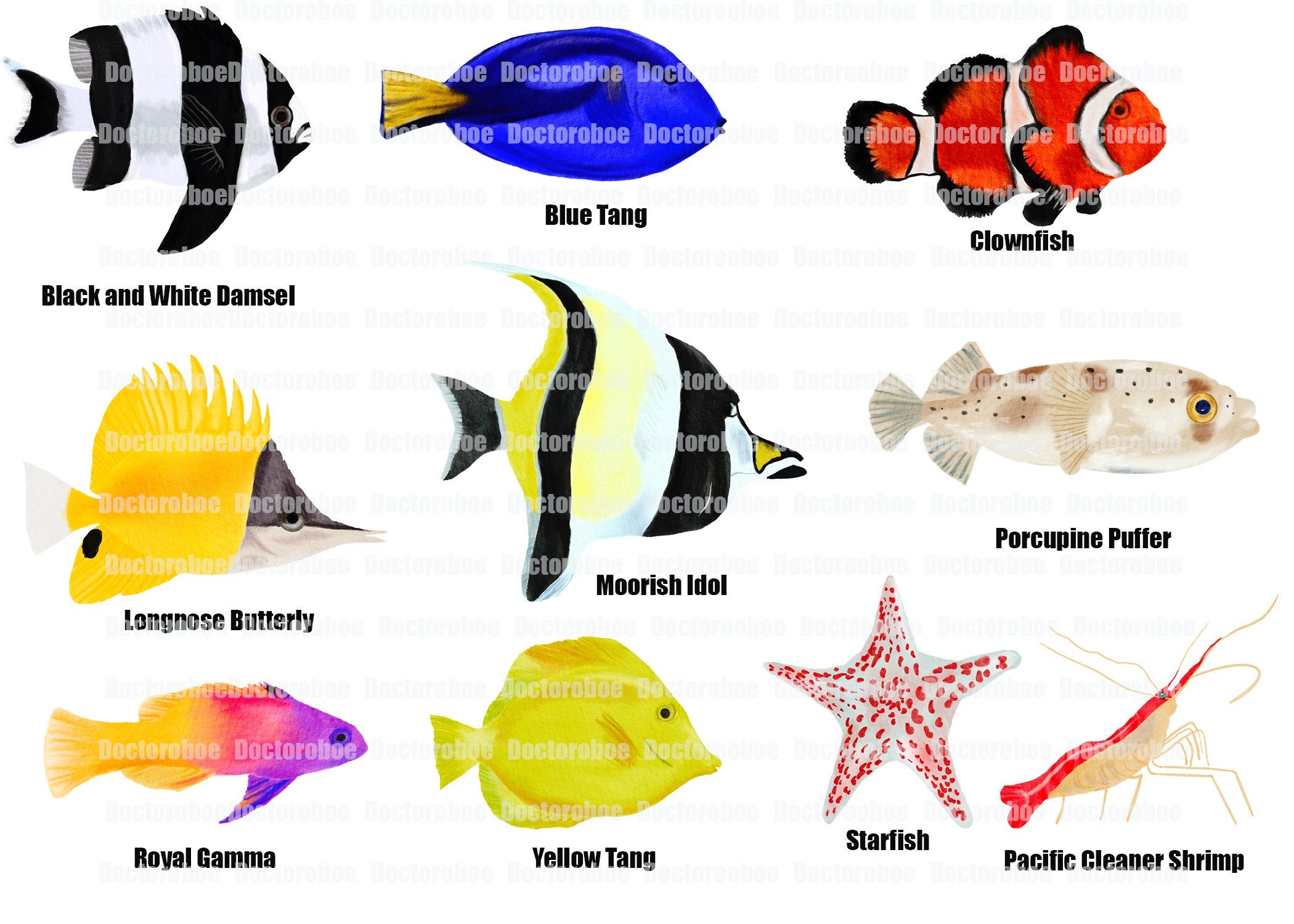 Finding Nemo Inspired Realistic Clipart, Salt Water Fish Clipart, Clown ...