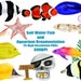 Finding Nemo Inspired Realistic Clipart, Salt Water Fish Clipart, Clown ...