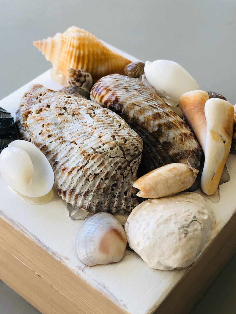 Natural Shell Coastal Jewelry Box. Seashell Keepsake Box. Engagement ...