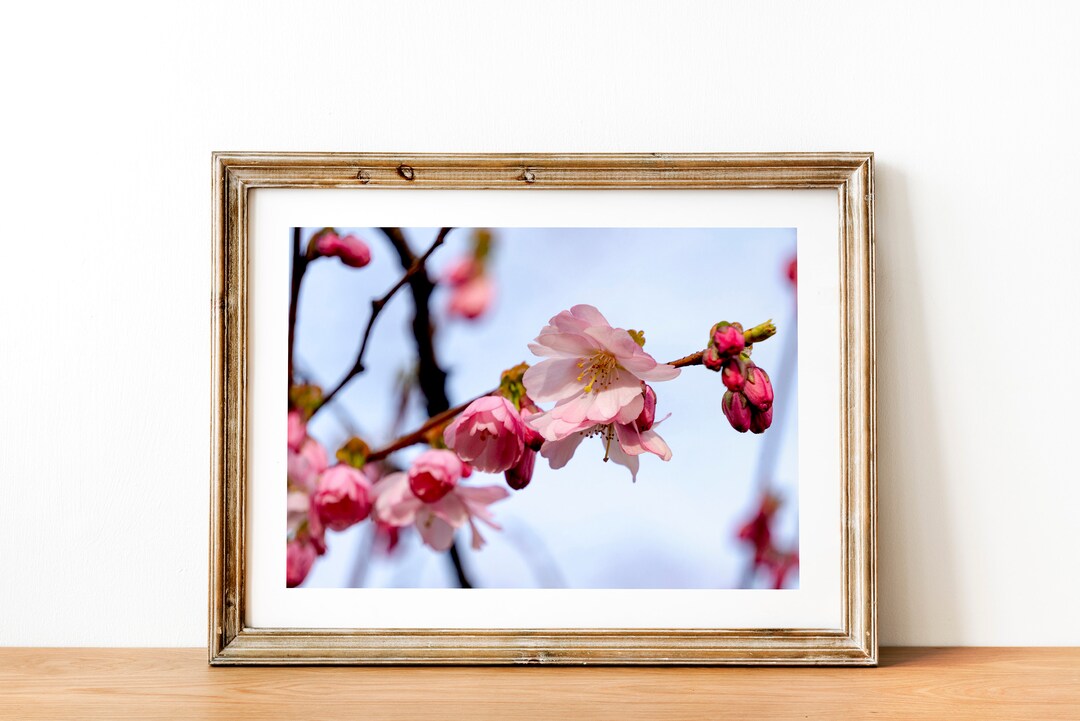 Pink Cherry Blossom Print | Sakura Wall Art | Spring Fine Art ...
