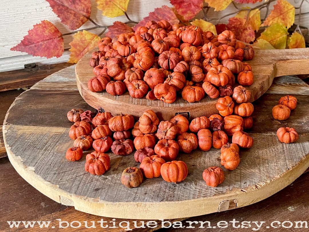 Little Fall Pumpkins, Vase or Bowl Filler, Natural Dried Putka Pods ...