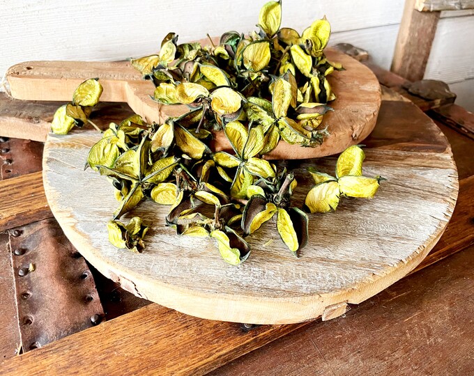 Bowl Filler, Dried Cotton Pods, Natural Dried Botanicals, Dough Bowl ...