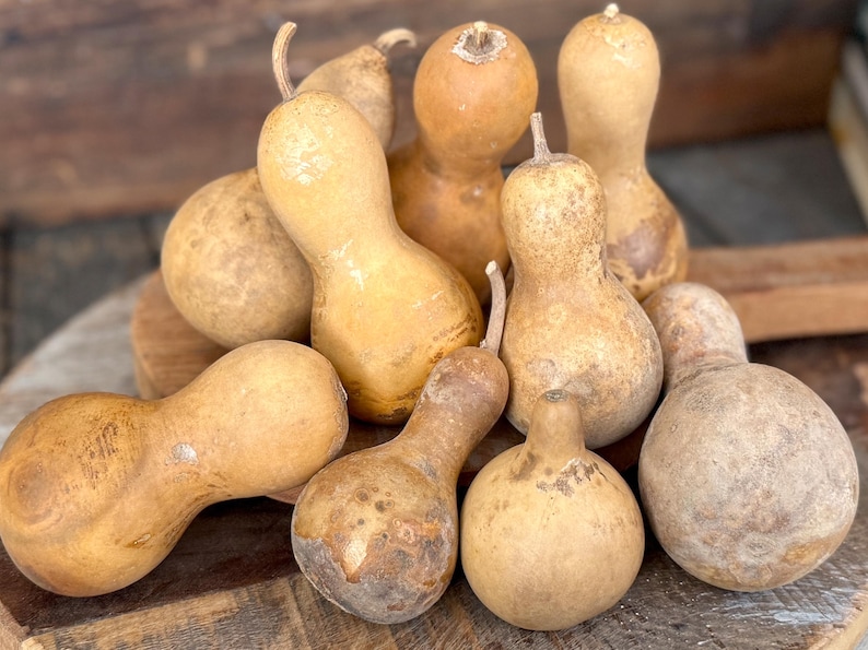 Real Dried Gourds, Fall Table Decor, Natural Wooden Dough Bowl Filler ...