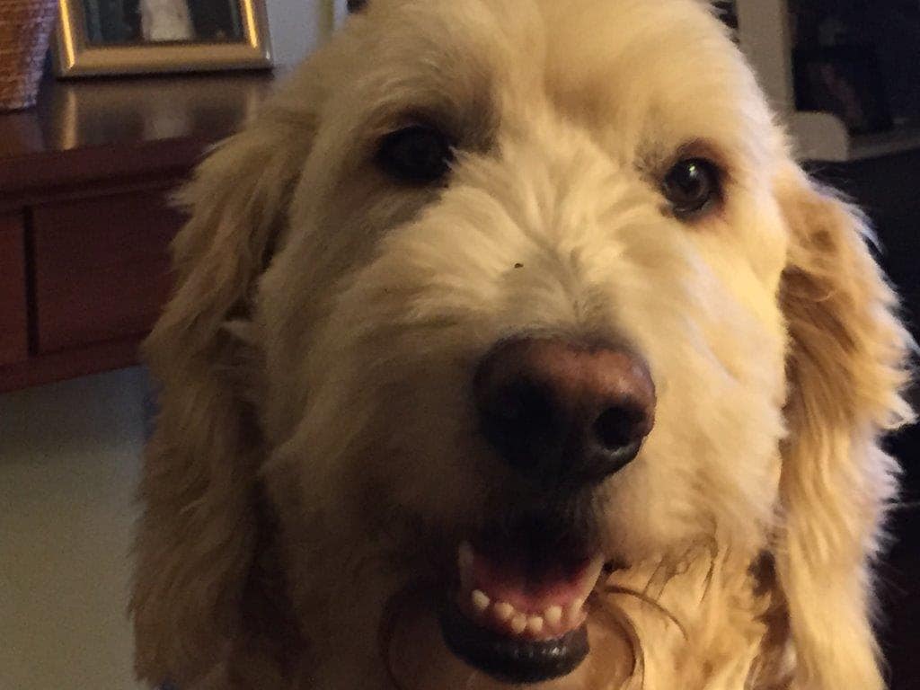 Travis Goldendoodle Labradoodle Dog Travis Bangle Bracelet | Etsy