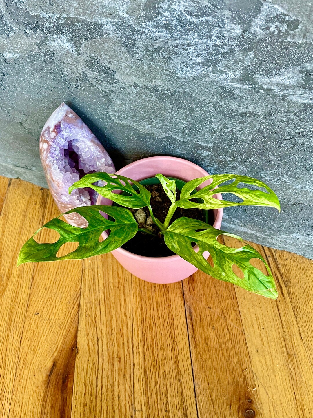 Monstera Adansonii Indo Marble Variegated - Etsy