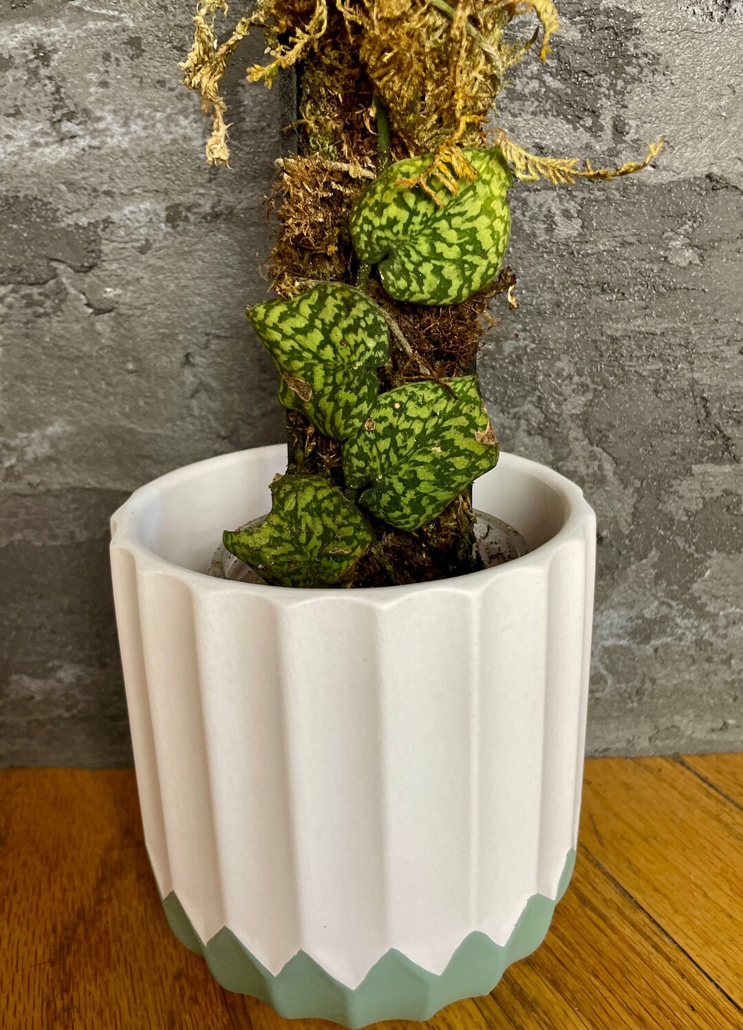 Scindapsus Snake Scale - Etsy