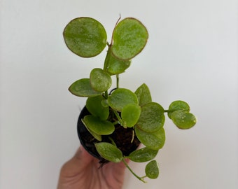 Hoya Biakensis Splash VERY RARE Hoya Plant - Etsy