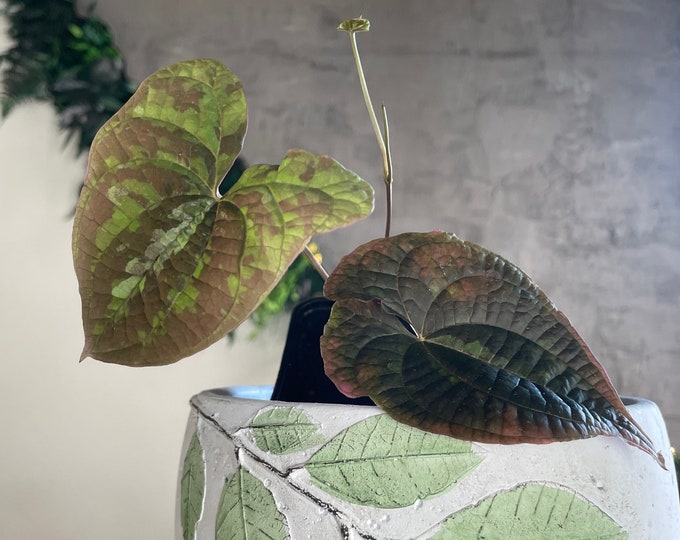 Dioscorea Discolor exact - Etsy