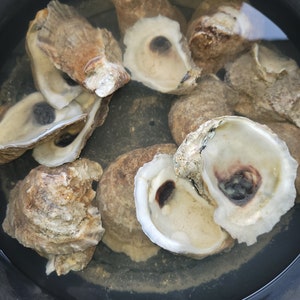 Handmade Decorative Mardi Gras Oyster Shell Garland, 48" in Length ...