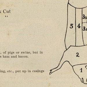 Pig Butcher Cut Print - Butcher Diagram - Butcher Cuts Art - Pork ...