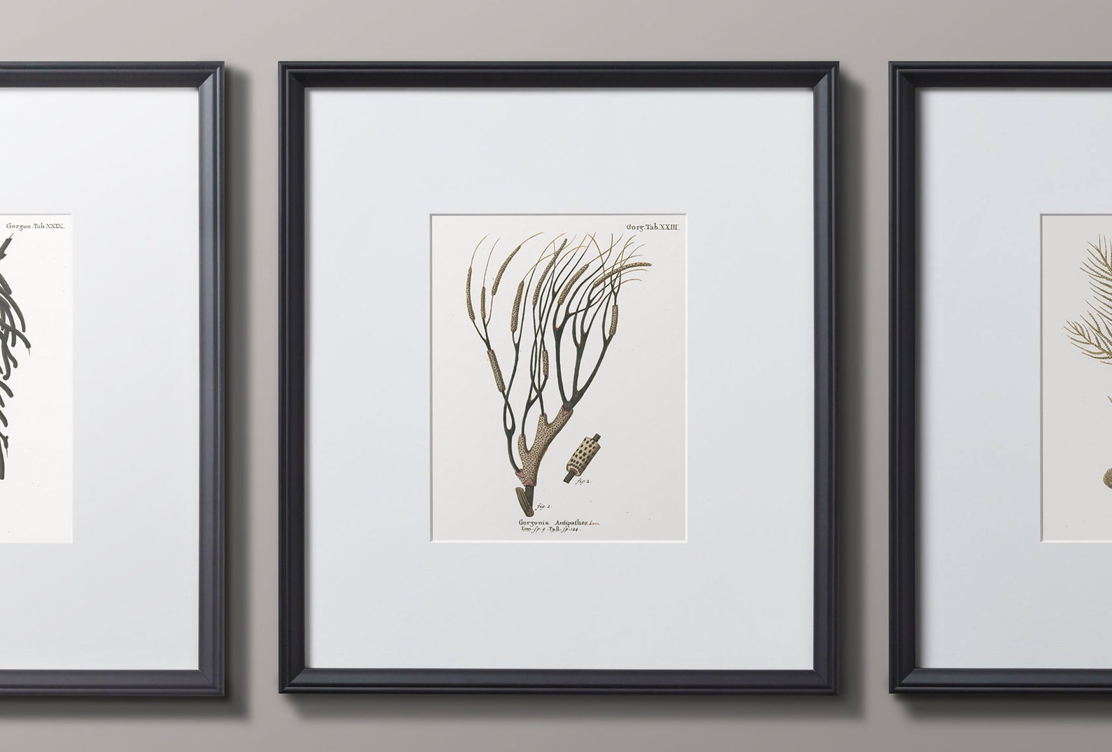 Coastal Art - Coral Print #3 : Coral Wall Art - Beach Decor - Sea Coral ...