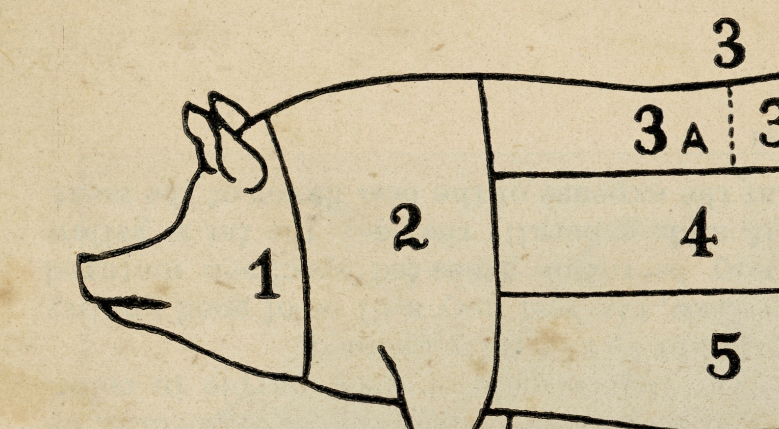 Pig Butcher Cut Print Butcher Diagram Butcher Cuts Art - Etsy