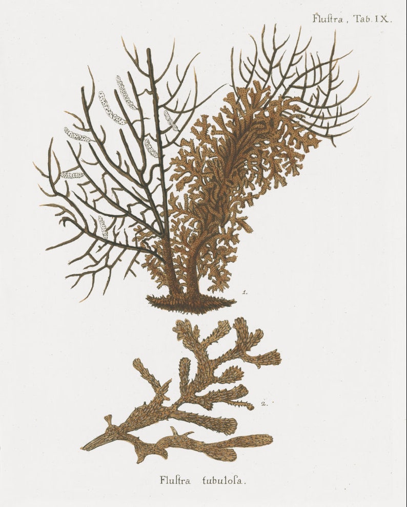 Sea Coral Art #6 : Coral Decor Art - Sea Coastal Wall Print - Bathroom ...