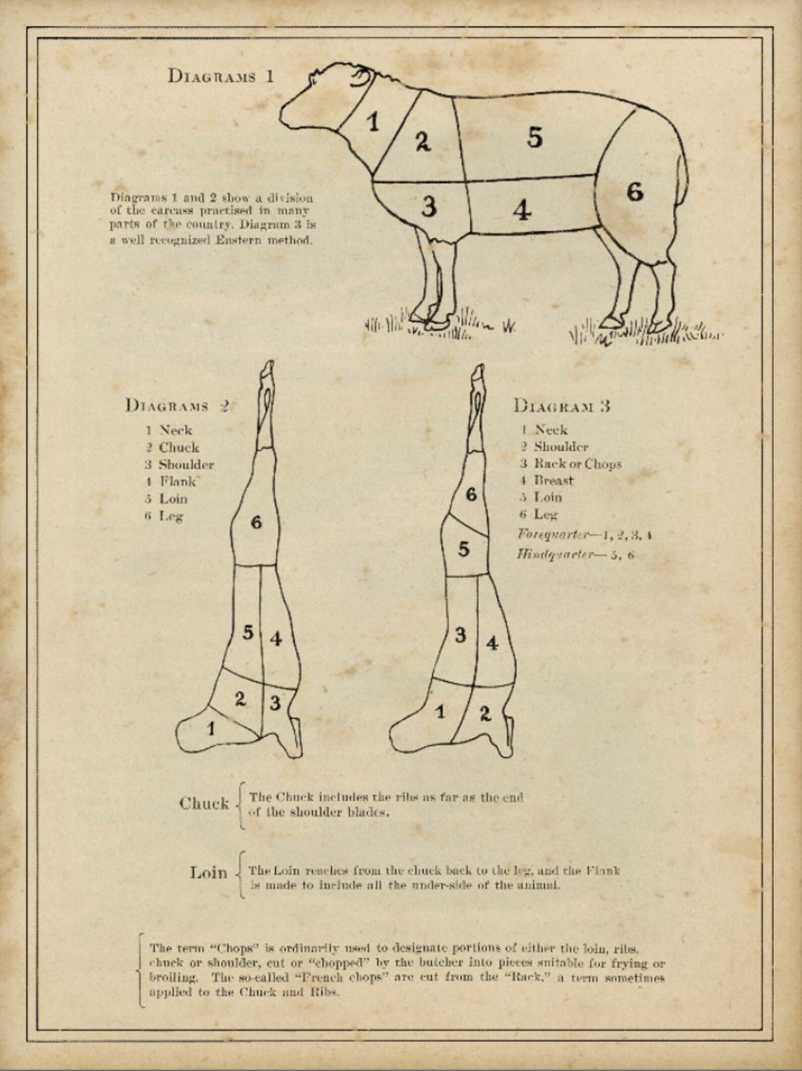 Lamb Butcher Cut Print - Butcher Diagram - Butcher Cuts Art - Sheep ...