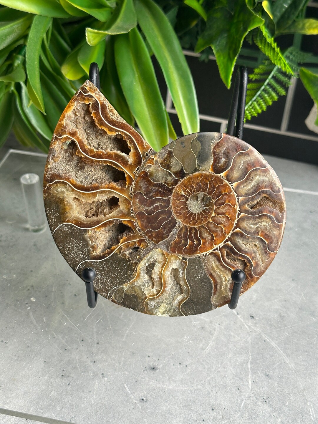 241g Ammonite Half Shell, Fossil, Warm Color, Drusy Calcite Pockets ...
