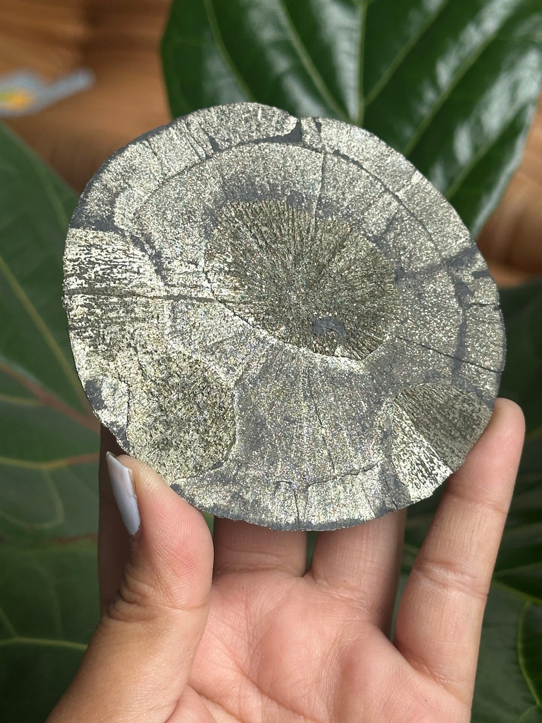 129g Small Pyrite Sun, Rare, M Size, Miners Dollar, Marcasite ...