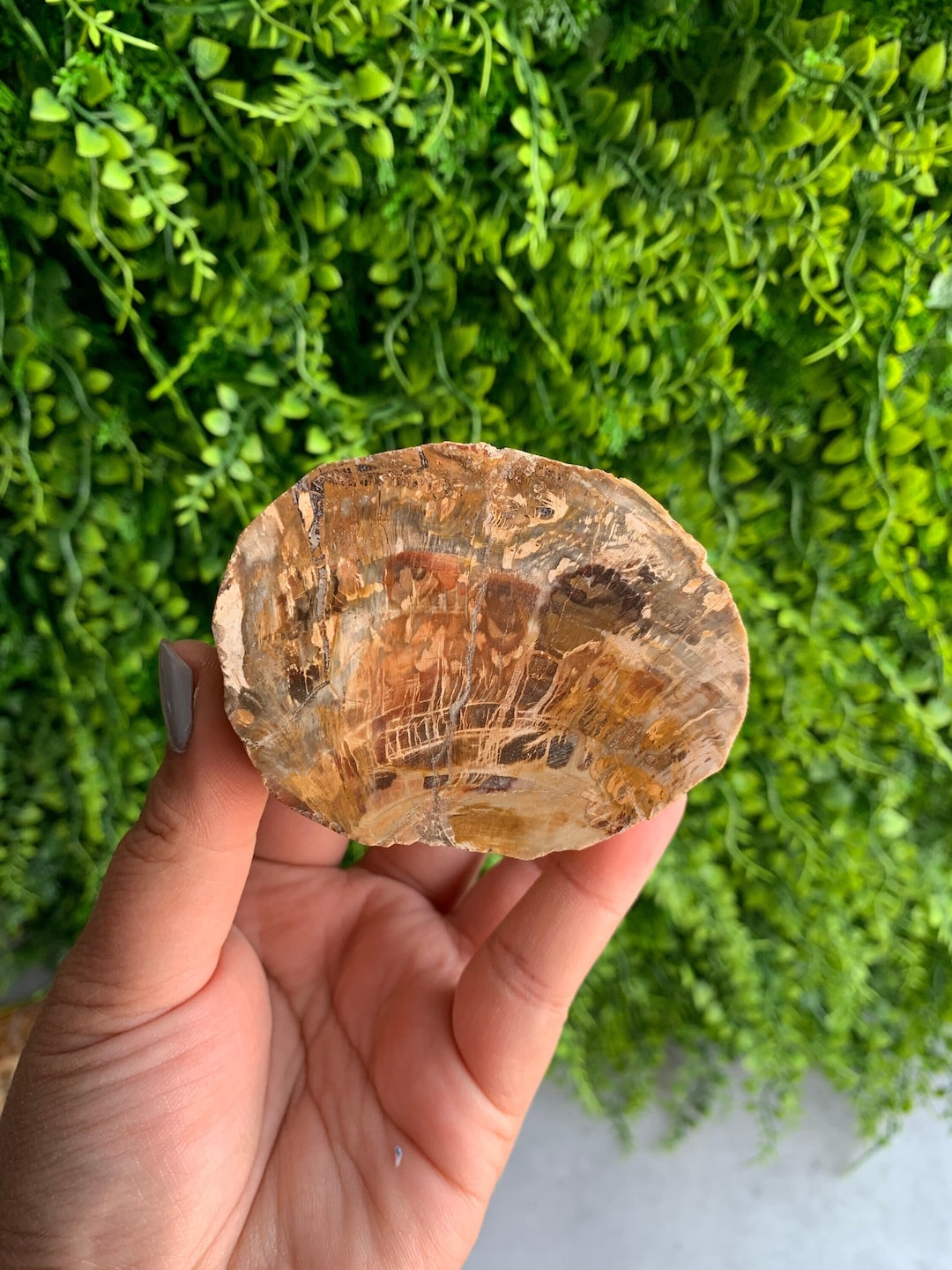 Agatized Petrified Wood Slab: Stone of Transformation (241g) - Etsy