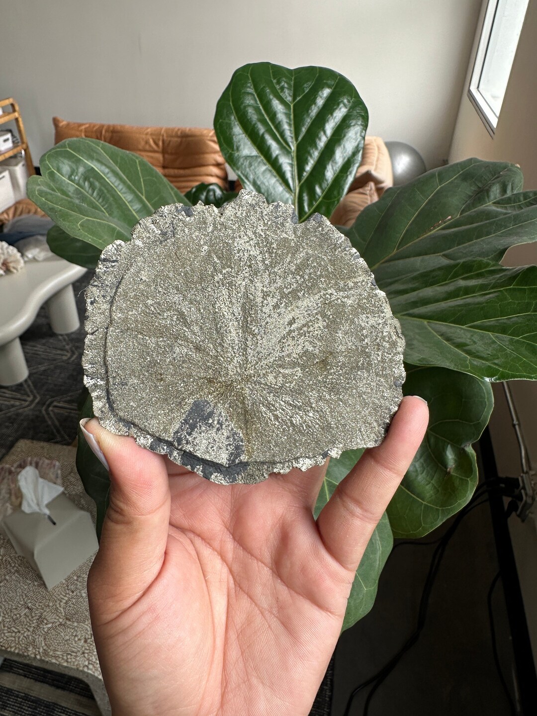 Small Pyrite Sun: Shell-like Mineral Specimen, Sparta IL (164g) - Etsy